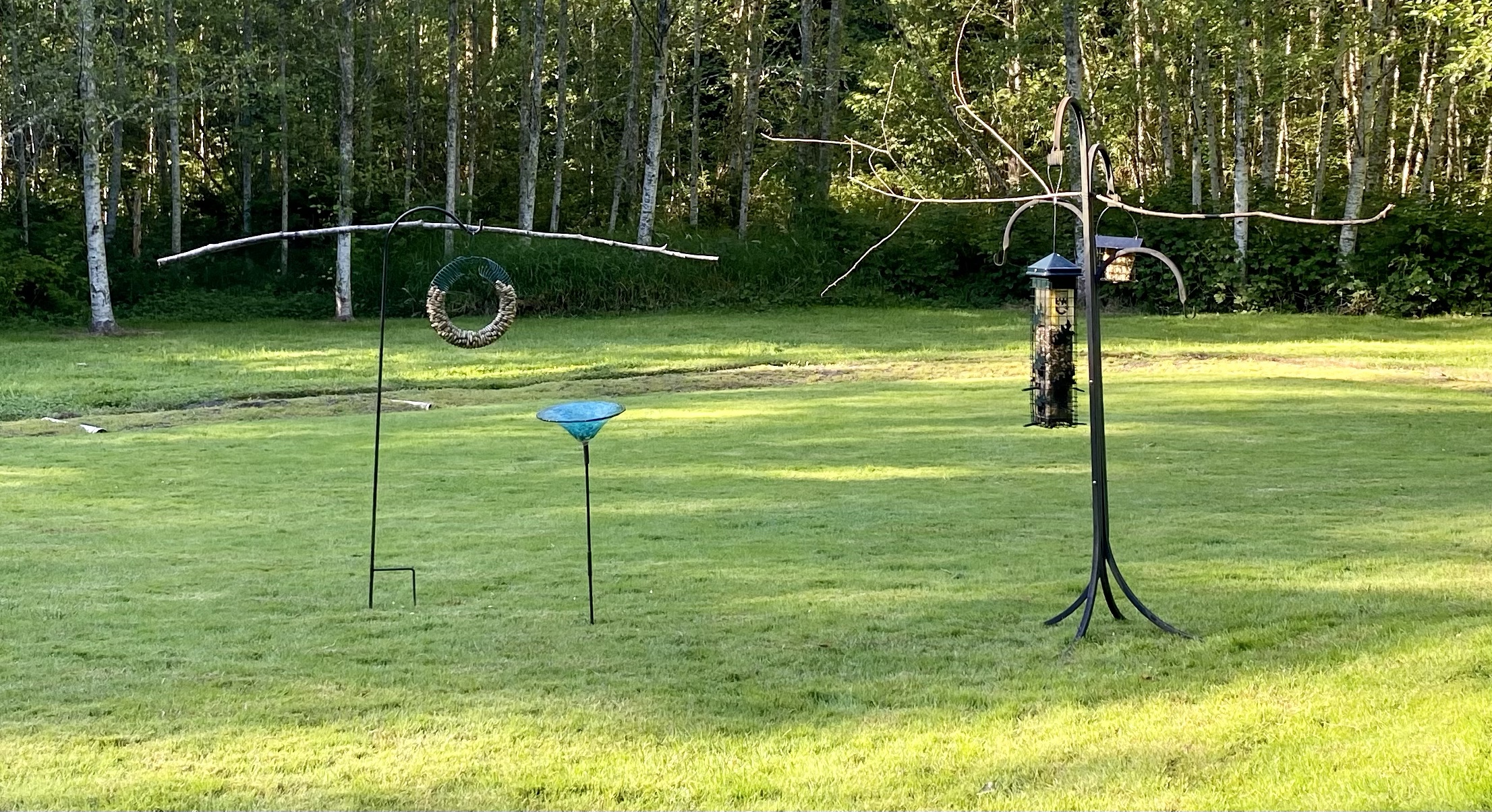 Perches to attract backyard birds – Thoughts Are I